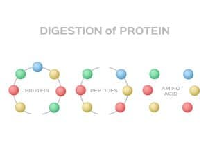 Fast Digesting Protein: Why It Matters for Your Nutrition and Fitness Goals